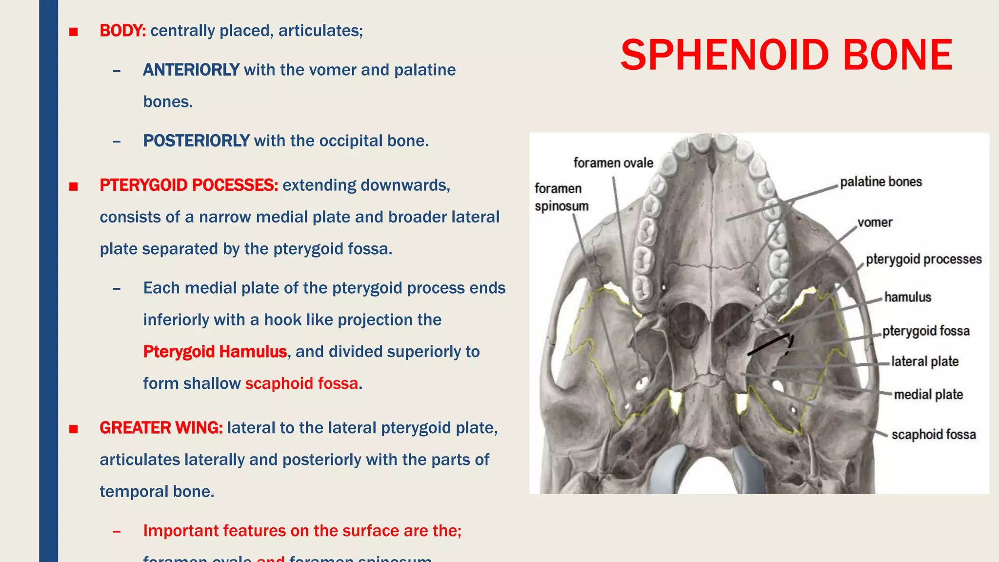 Norma basalis | PPTX