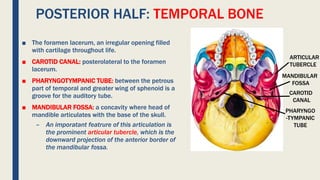 Norma basalis | PPTX