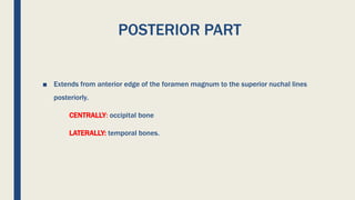 Norma basalis | PPTX