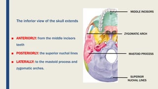 Norma basalis | PPTX