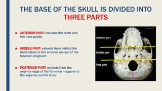 Norma basalis | PPTX
