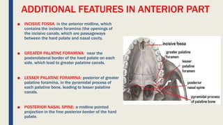 Norma basalis | PPTX