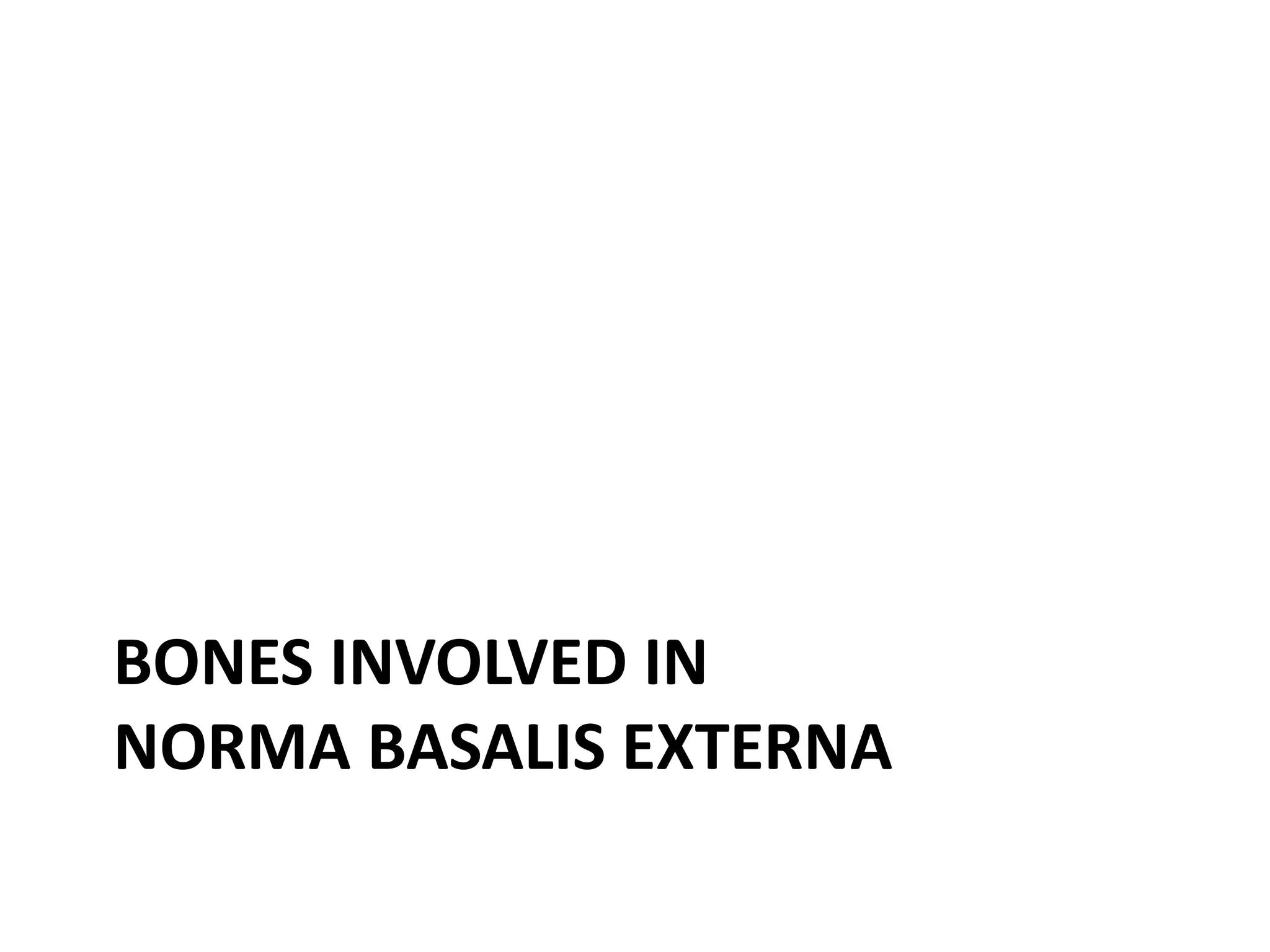 Norma basalis externa | PPTX