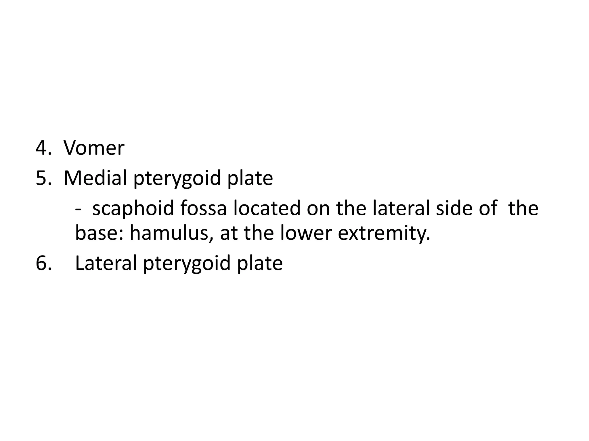 Norma basalis externa | PPTX