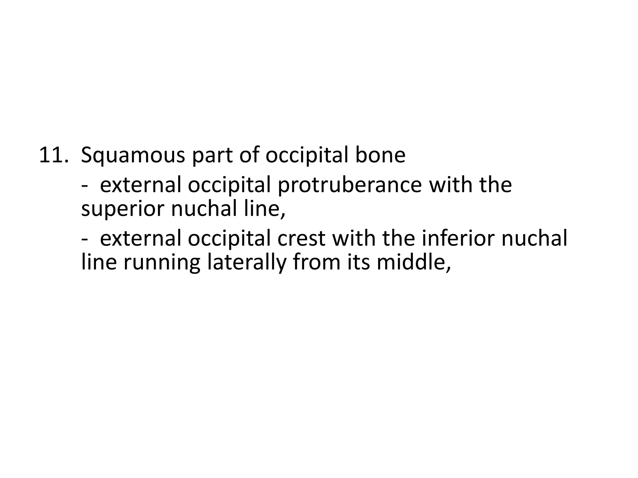 Norma basalis externa | PPTX