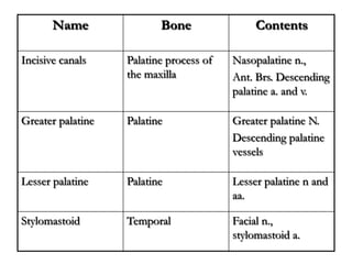 Norma basalis externa | PPTX