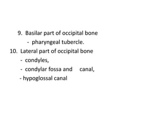 Norma basalis externa | PPTX