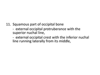 Norma basalis externa | PPTX