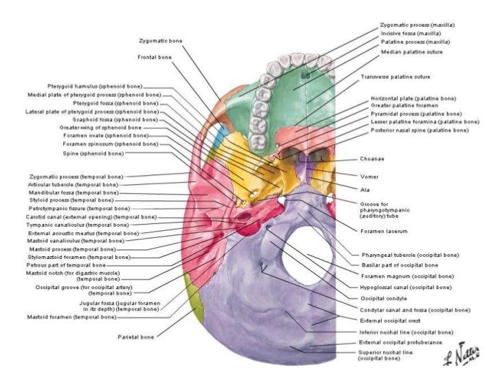 Norma basalis externa