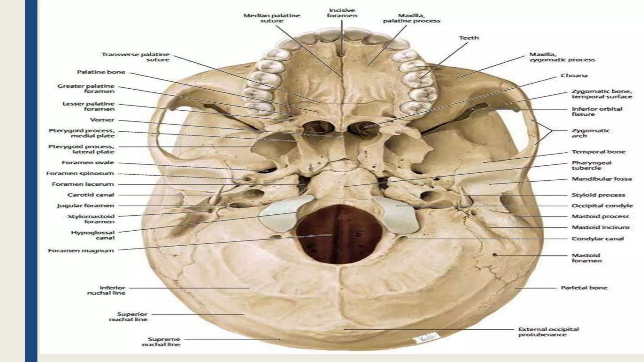 Normabasalis Final.pptx
