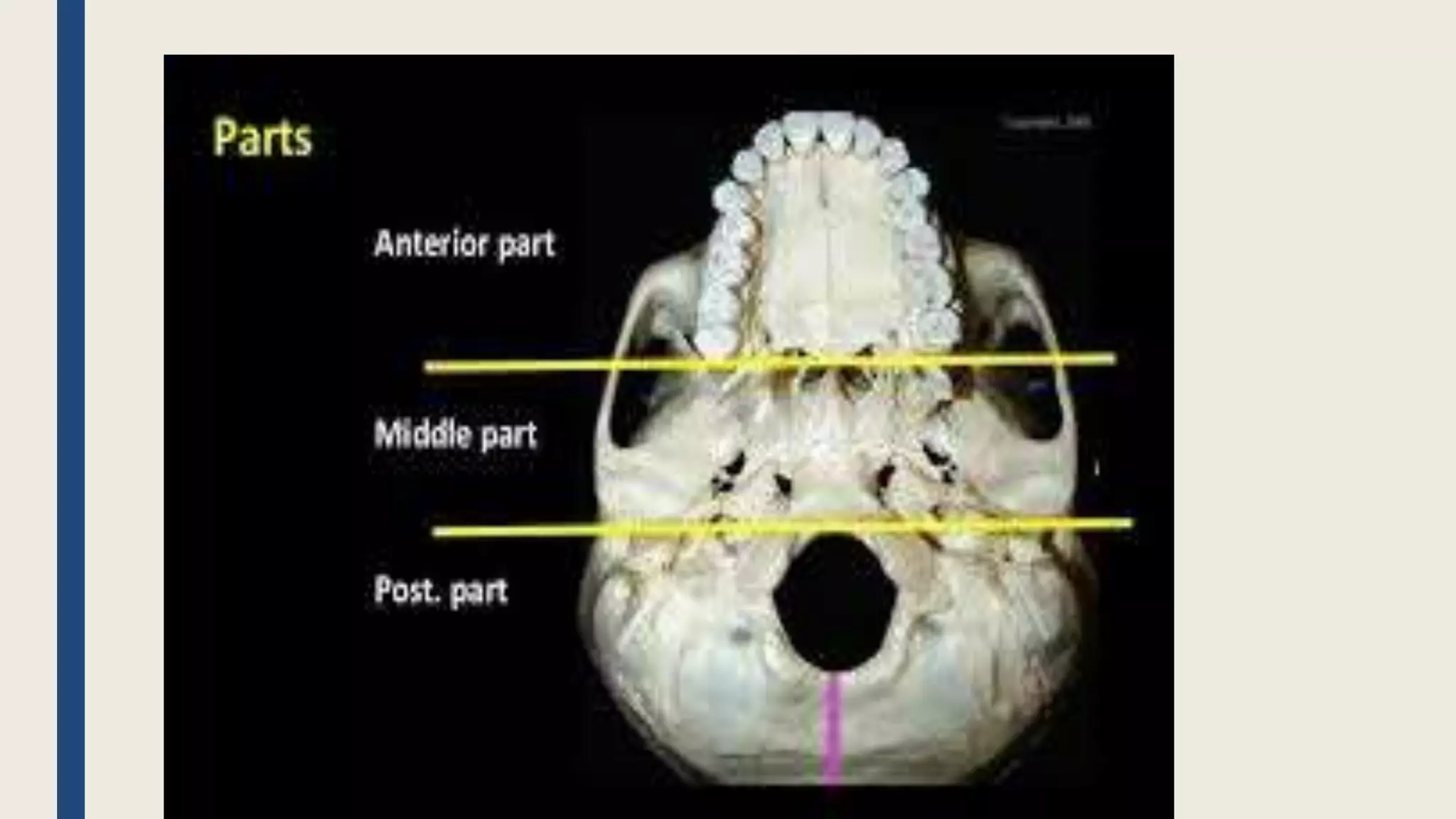 Normabasalis Final.pptx