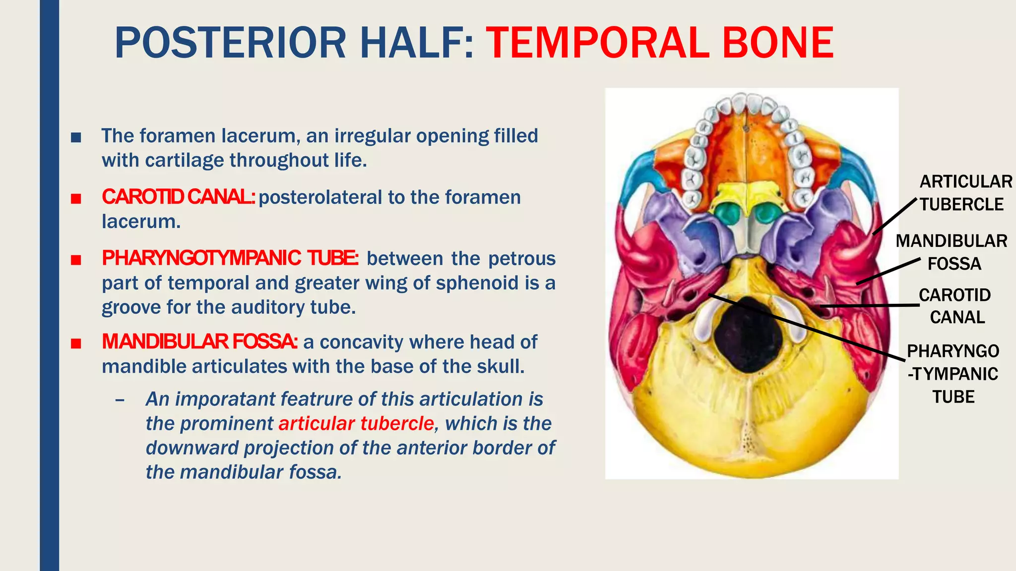 Normabasalis Final.pptx