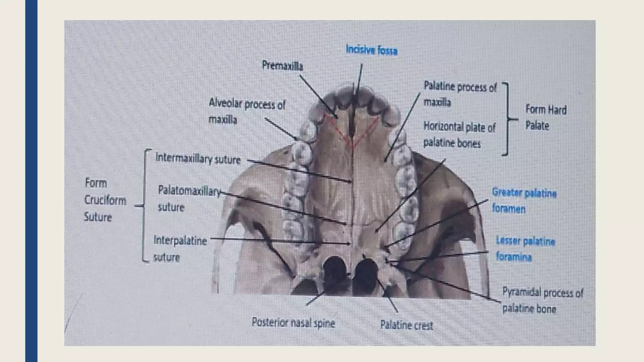 Normabasalis Final.pptx