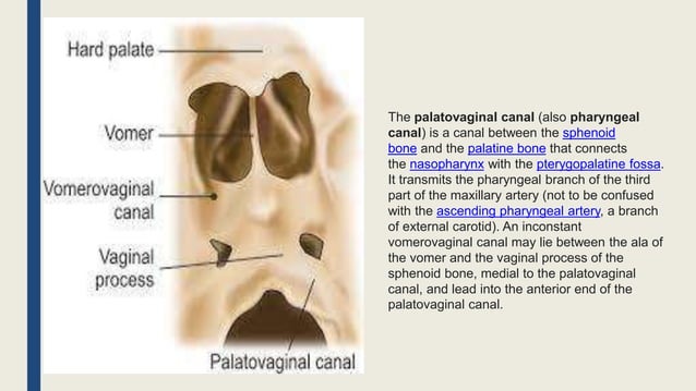 Normabasalis Final.pptx | Free Download