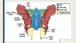 Normabasalis Final.pptx