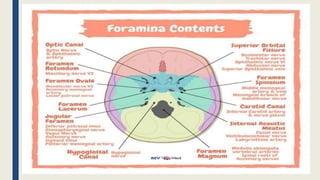 Normabasalis Final.pptx