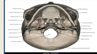 Normabasalis Final.pptx