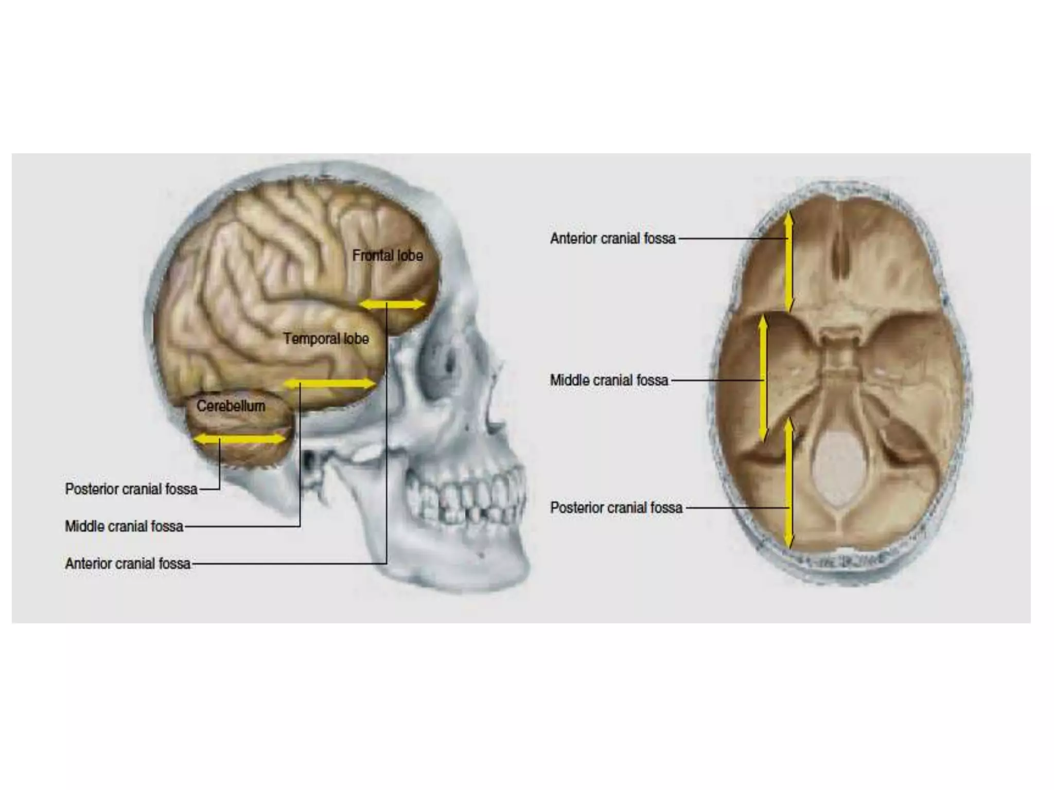 Norma basalis interna | PPTX