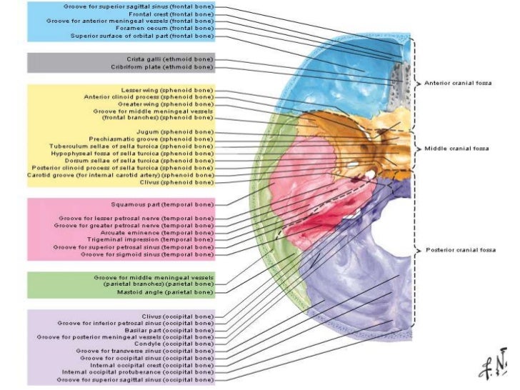 Norma basalis interna