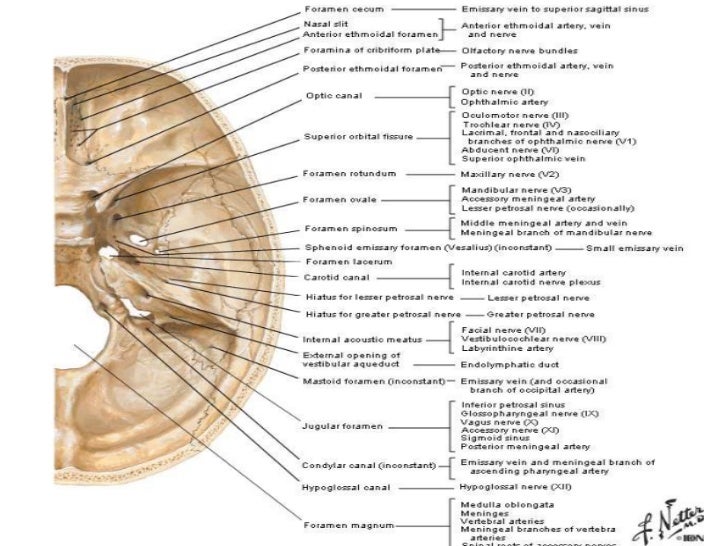 Norma basalis interna