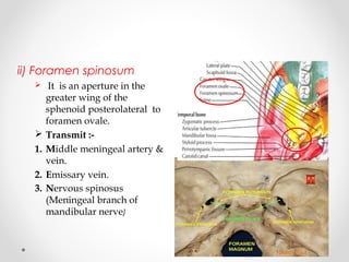 Norma basalis (skull base).pps