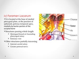 Norma basalis (skull base).pps