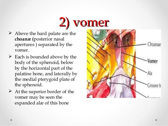 Norma basalis (skull base).pps