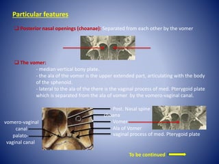 norma b extrnaالثالثه تشريح راس.pptx