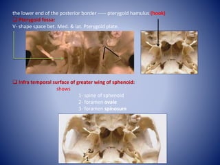 norma b extrnaالثالثه تشريح راس.pptx