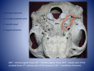 norma b extrnaالثالثه تشريح راس.pptx