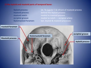 norma b extrnaالثالثه تشريح راس.pptx