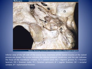 norma b extrnaالثالثه تشريح راس.pptx