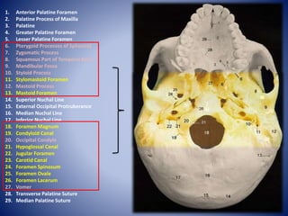 norma b extrnaالثالثه تشريح راس.pptx