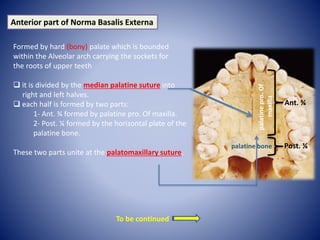 norma b extrnaالثالثه تشريح راس.pptx