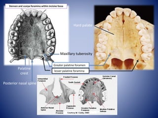 norma b extrnaالثالثه تشريح راس.pptx