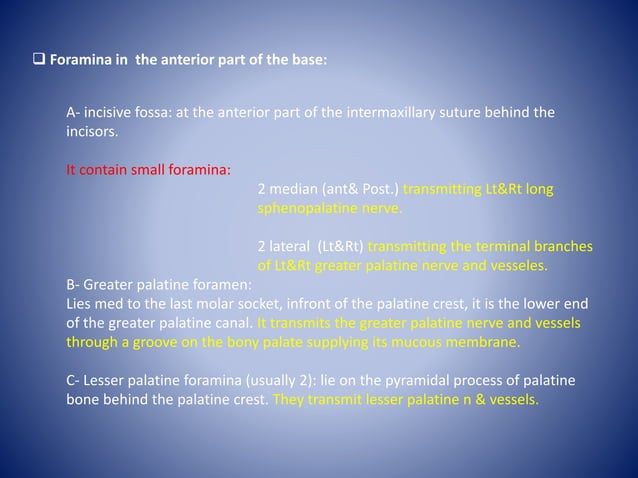 norma b extrnaالثالثه تشريح راس.pptx