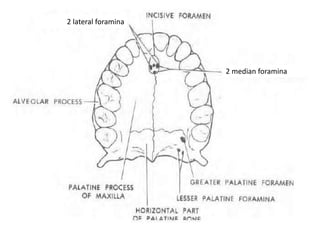 norma b extrnaالثالثه تشريح راس.pptx