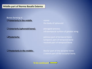 norma b extrnaالثالثه تشريح راس.pptx