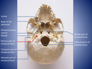 norma b extrnaالثالثه تشريح راس.pptx
