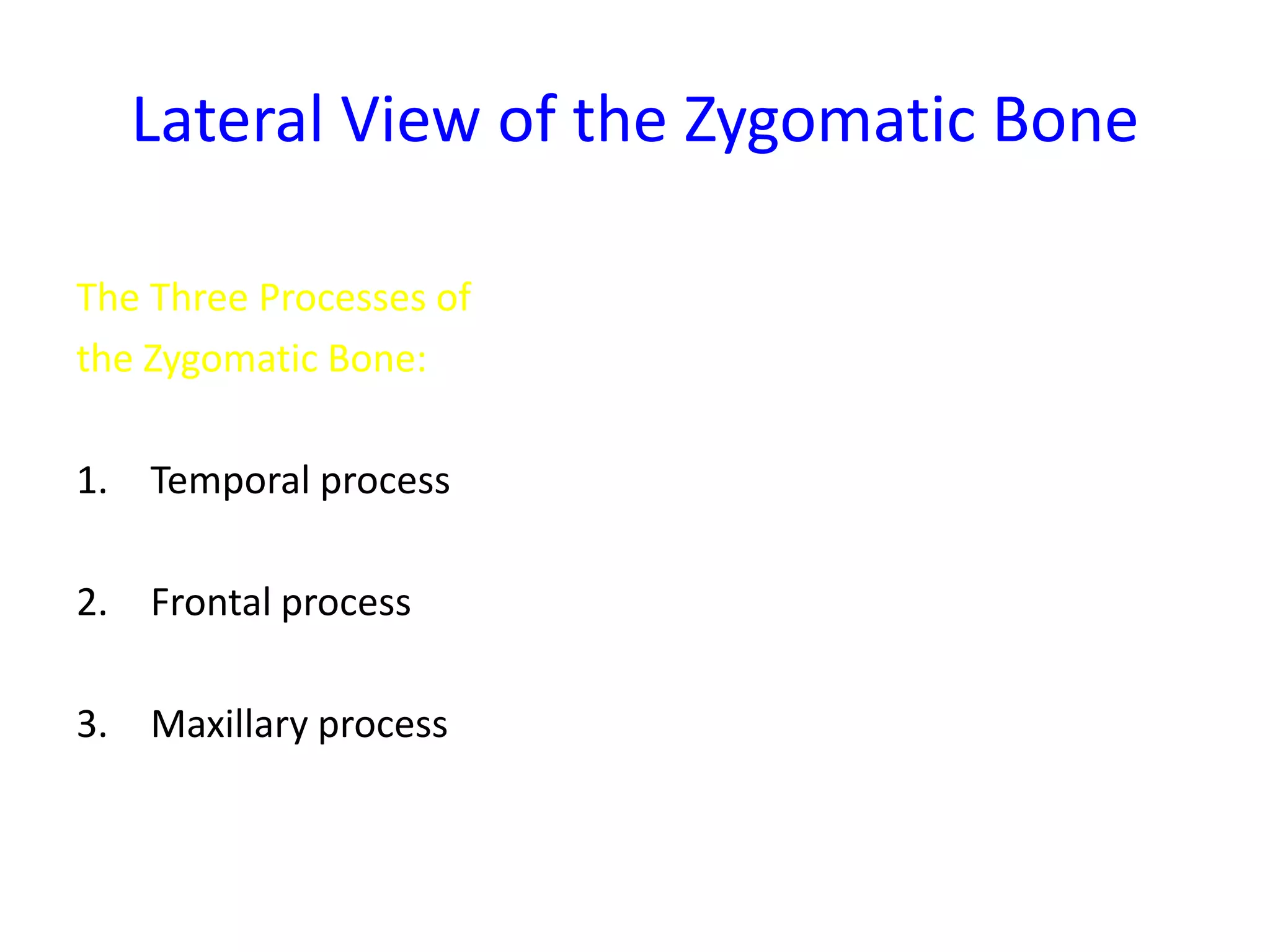 Norma frontalis | PPTX