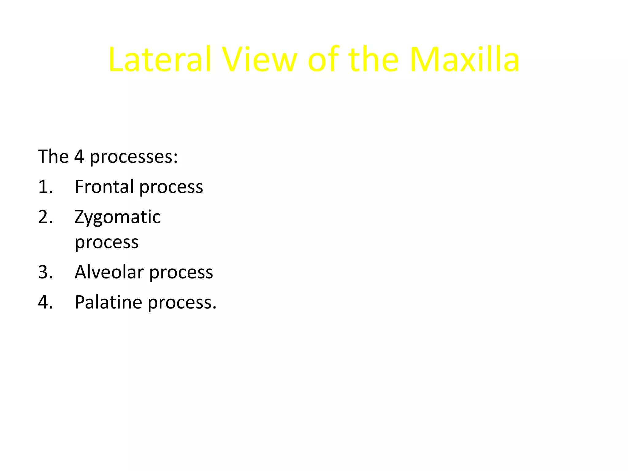 Norma frontalis | PPTX