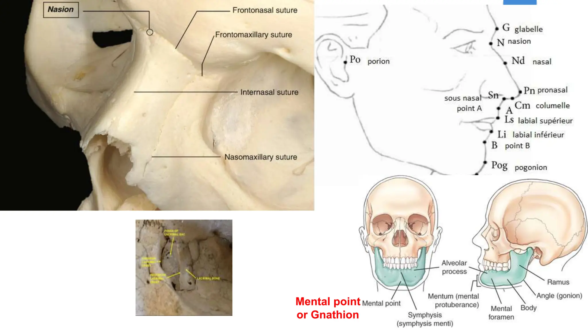 Norma Frontalis, Lateralis, Verticalis, Basalis (cranial base).pptx