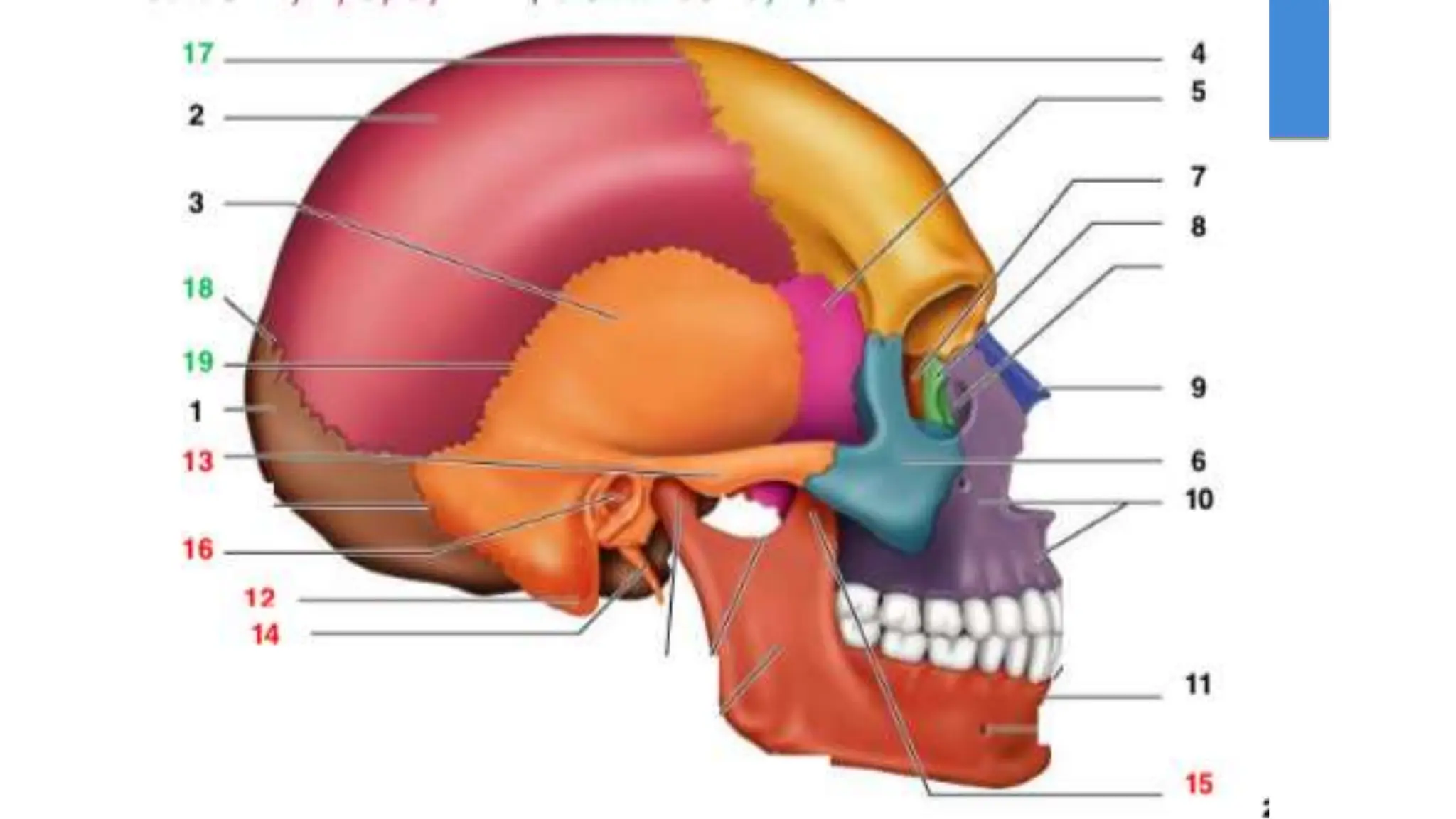 Norma Frontalis, Lateralis, Verticalis, Basalis (cranial base).pptx