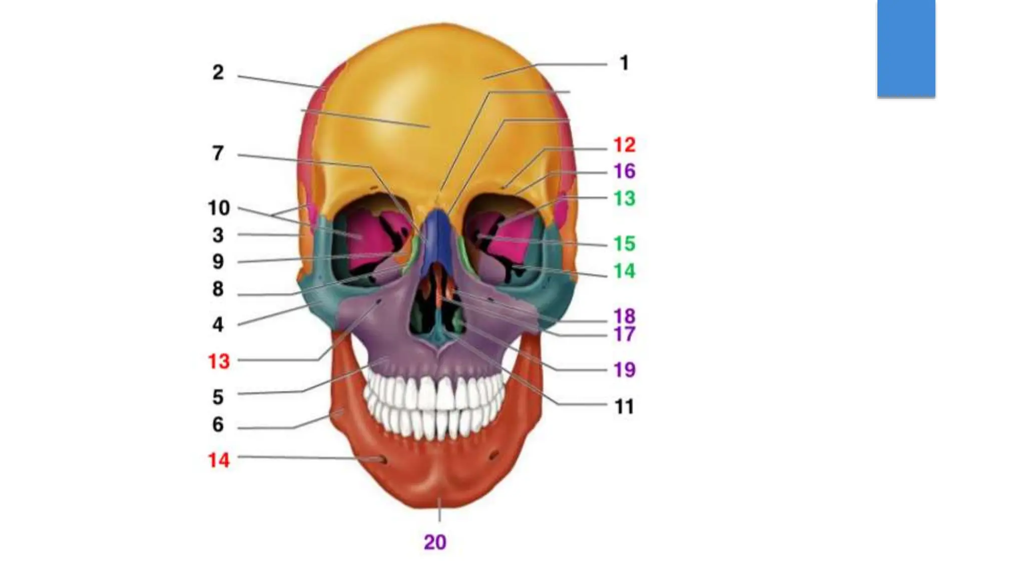 Norma Frontalis, Lateralis, Verticalis, Basalis (cranial base).pptx