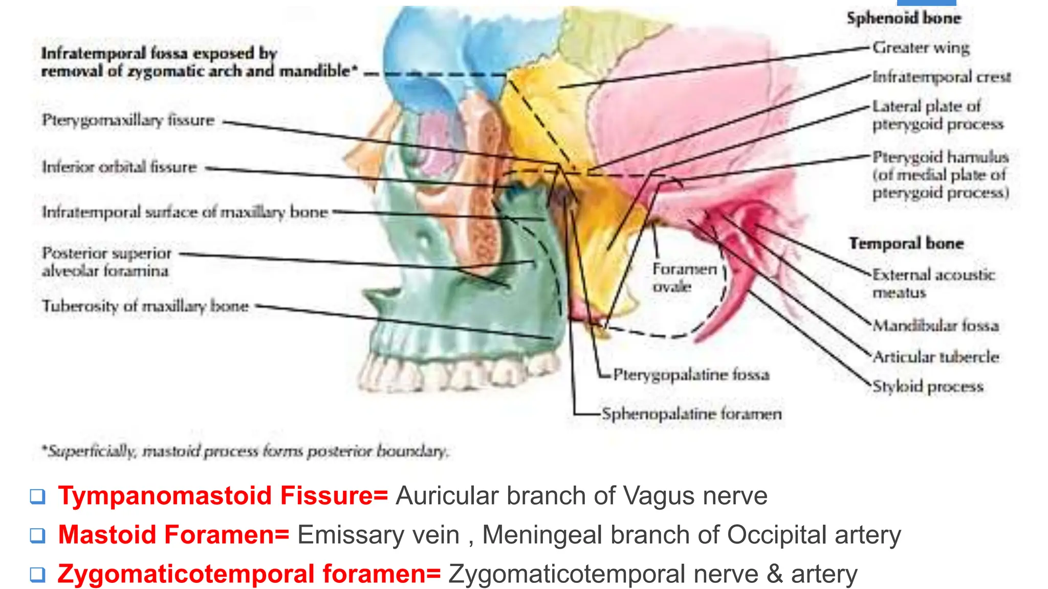Norma Frontalis, Lateralis, Verticalis, Basalis (cranial base).pptx