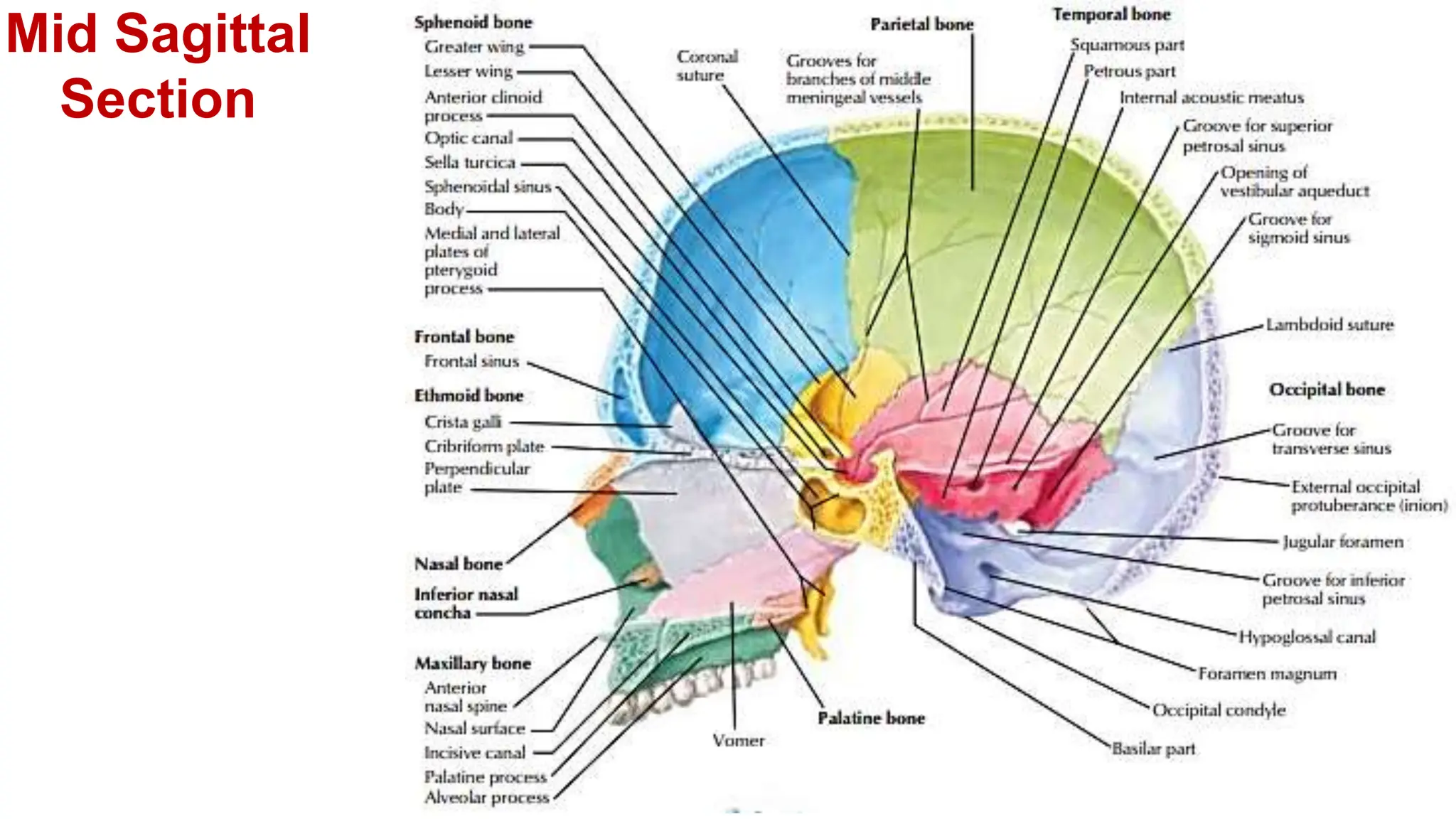 Norma Frontalis, Lateralis, Verticalis, Basalis (cranial base).pptx