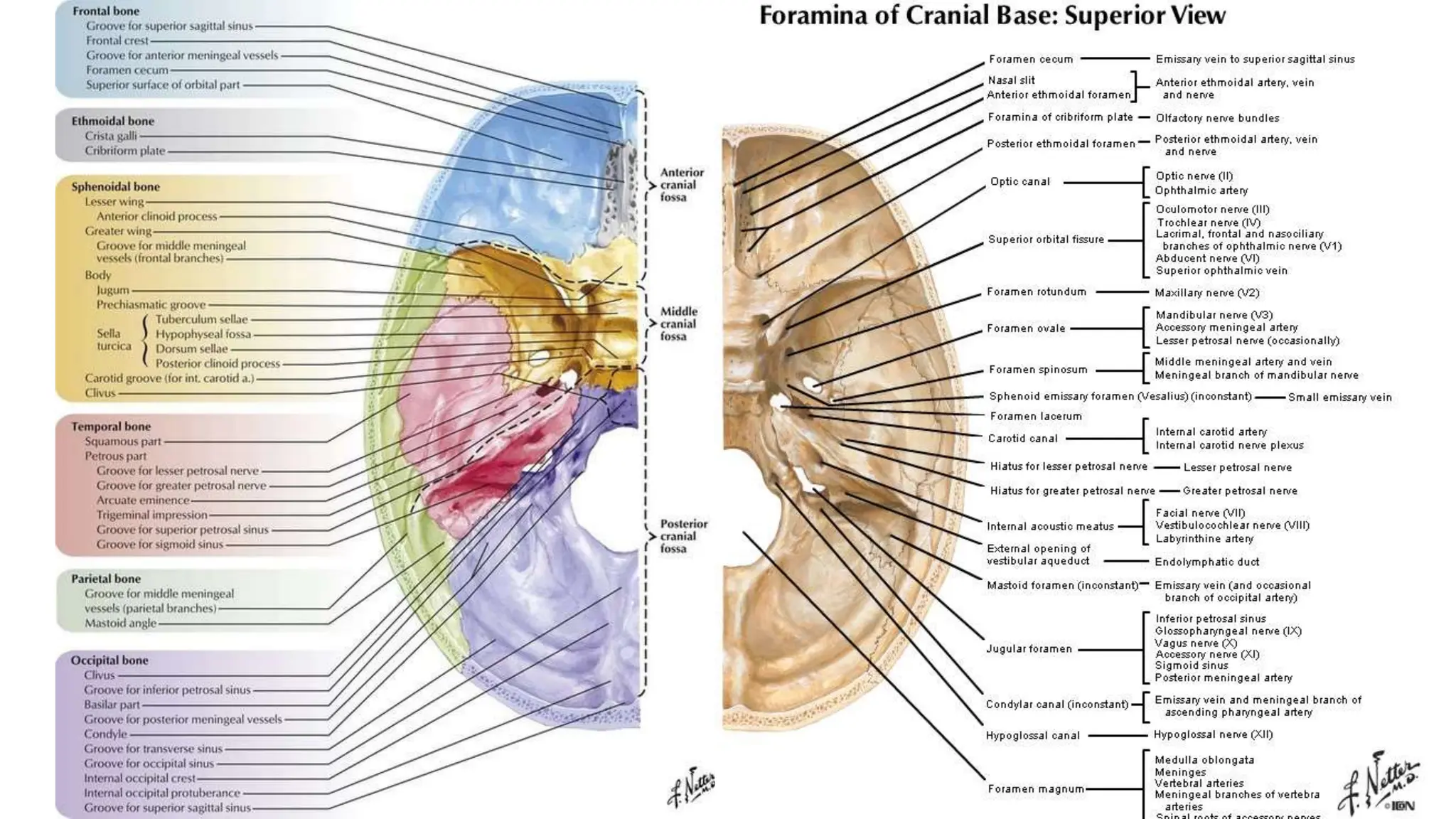 Norma Frontalis, Lateralis, Verticalis, Basalis (cranial base).pptx