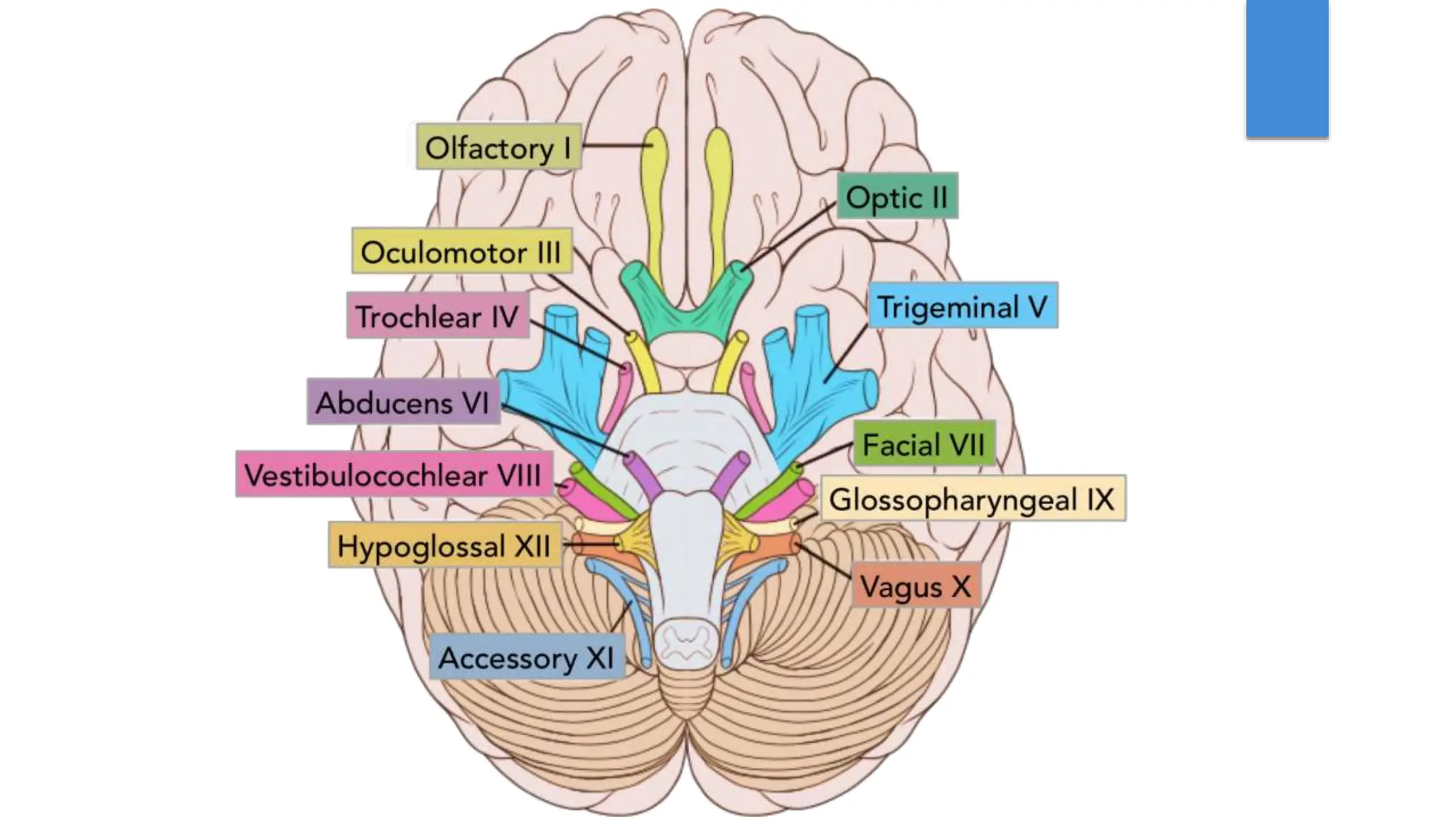 Norma Frontalis, Lateralis, Verticalis, Basalis (cranial base).pptx