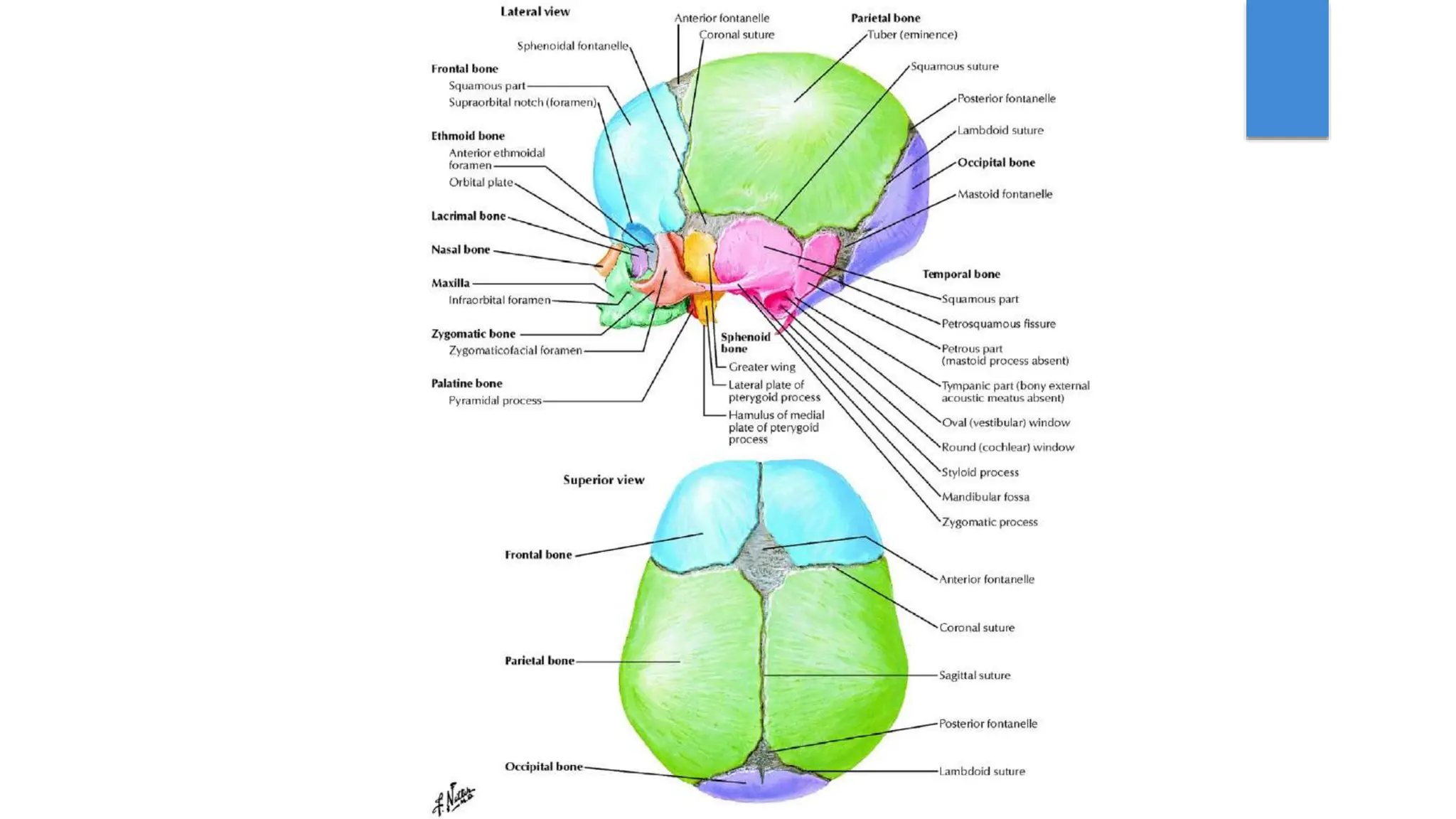 Norma Frontalis, Lateralis, Verticalis, Basalis (cranial base).pptx