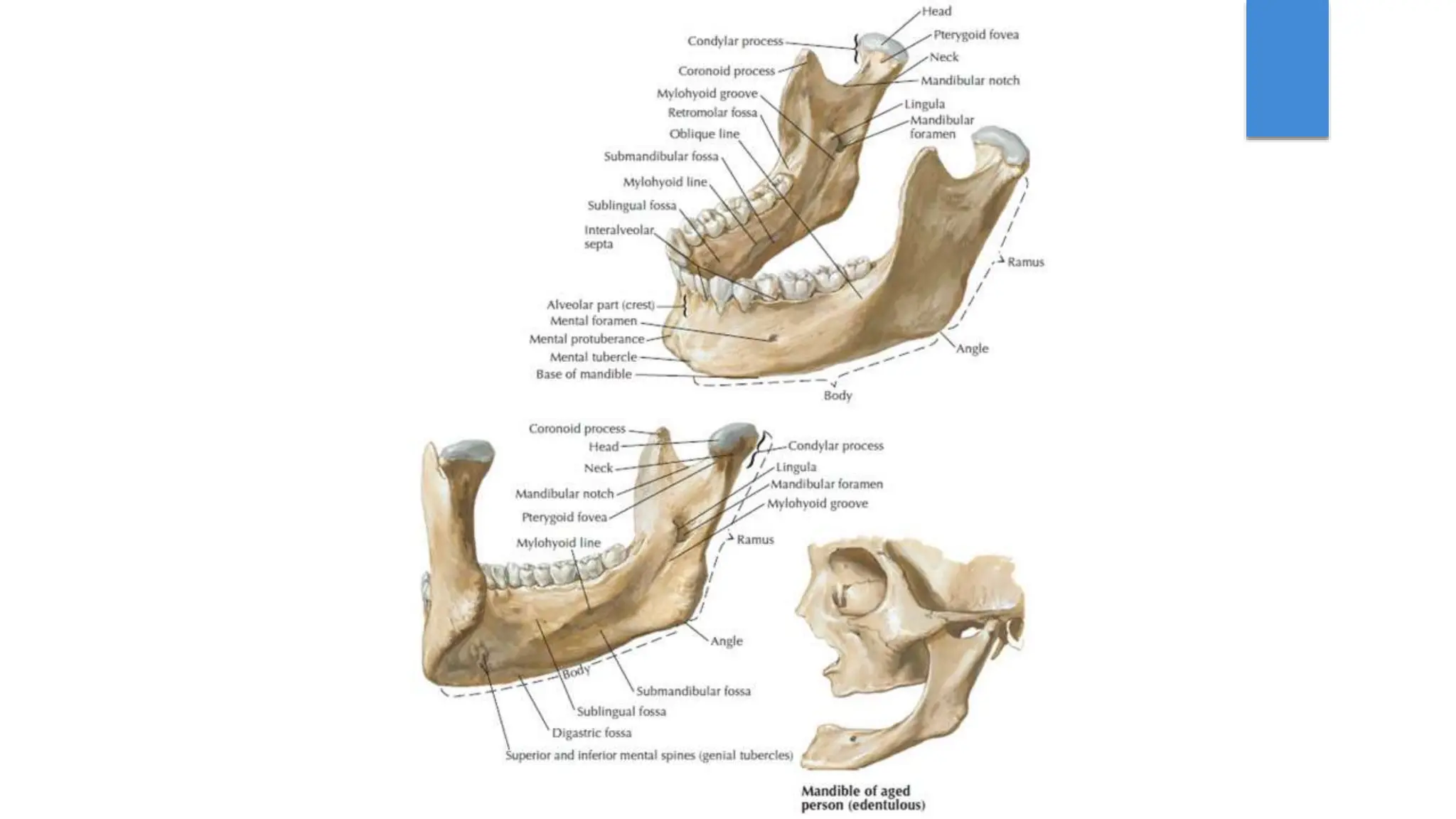 Norma Frontalis, Lateralis, Verticalis, Basalis (cranial base).pptx